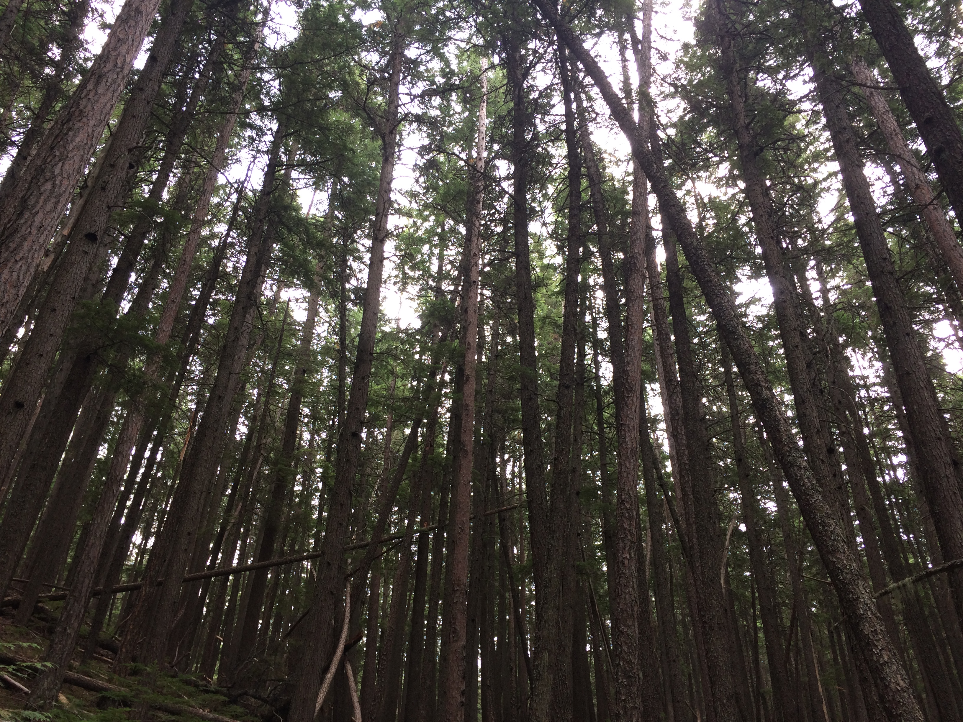 Babbling Brooks – Let’s Wander.